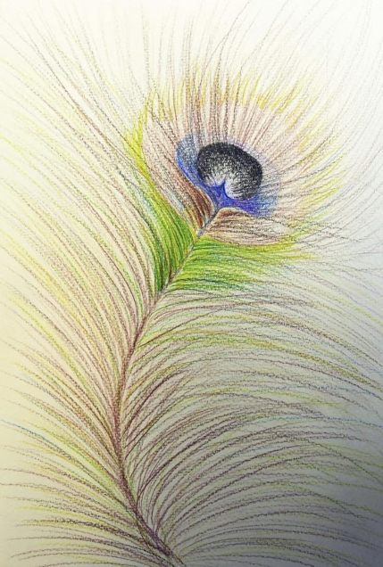 Drawing peacock feathers – Halifax Art Society